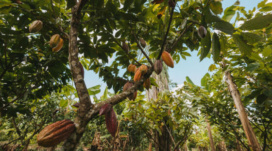 Fèves de Cacao : Quels Bienfaits ? Comment les Manger ? | KAOKA