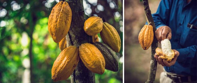 Quelle est la Consommation de Chocolat en France ? | KAOKA