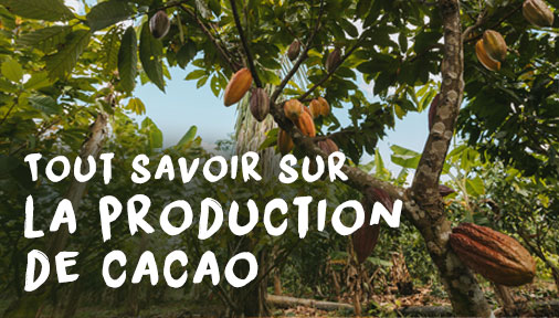 Tout savoir sur la production de cacao | KAOKA
