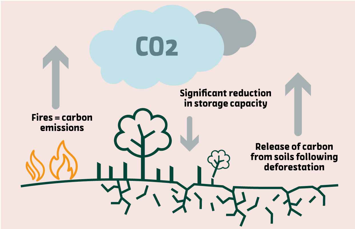 Everything you need to know about the new EU regulation on zero imported deforestation | KAOKA